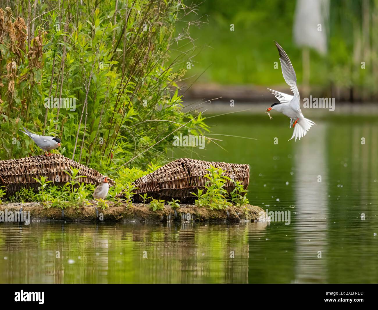 Common tern in flight catching a fish in its beak Stock Photo - Alamy