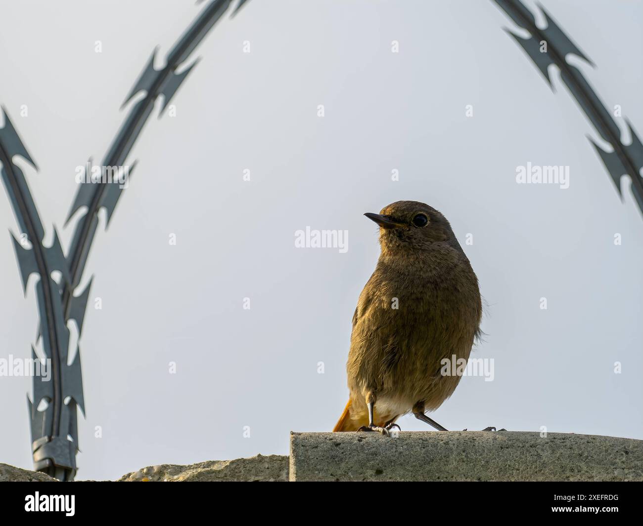 Sitting on an wire hi-res stock photography and images - Alamy