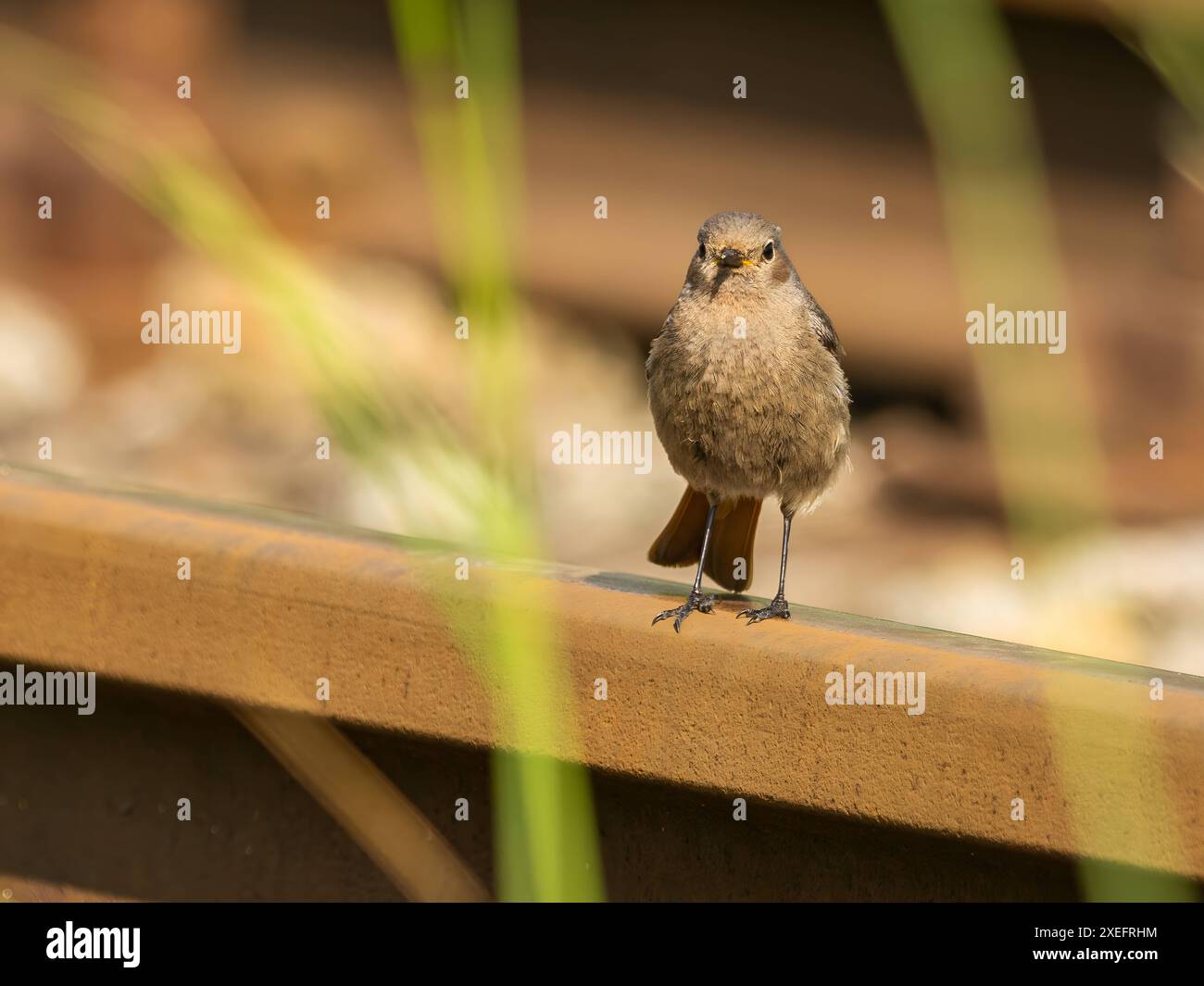 Black redstart standing around the green Stock Photo - Alamy