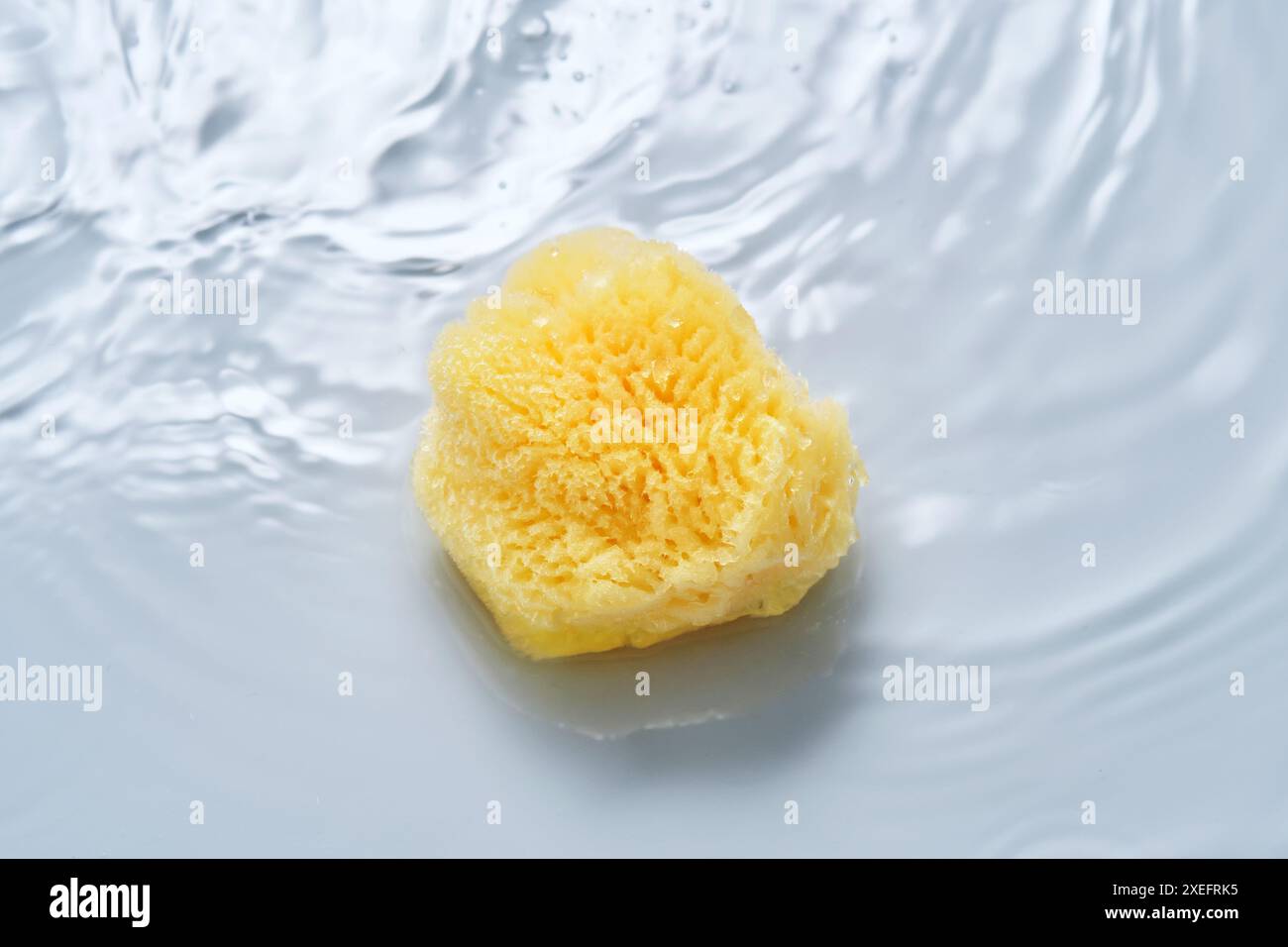 Natural sponge on a blue background with water Stock Photo - Alamy