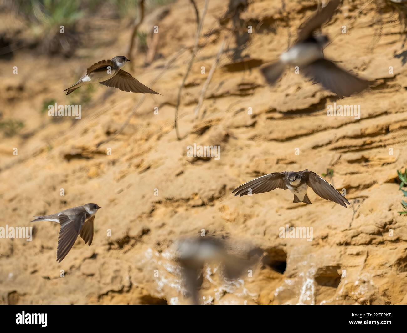 Sand martin in flight next to nests in the ground Stock Photo - Alamy