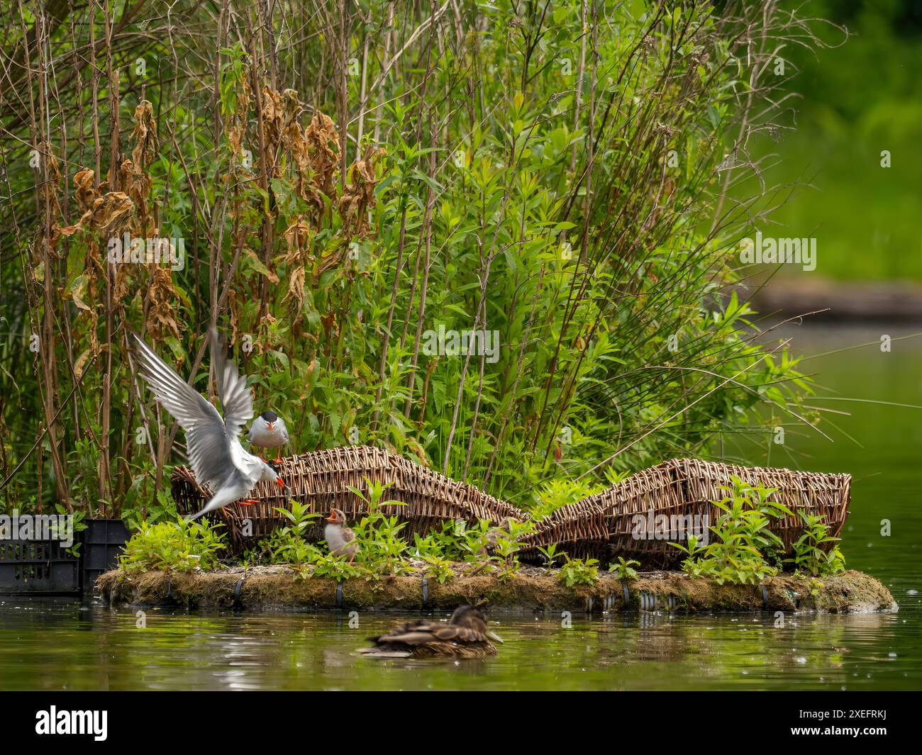 Common tern at the breeding ground with the young Stock Photo - Alamy