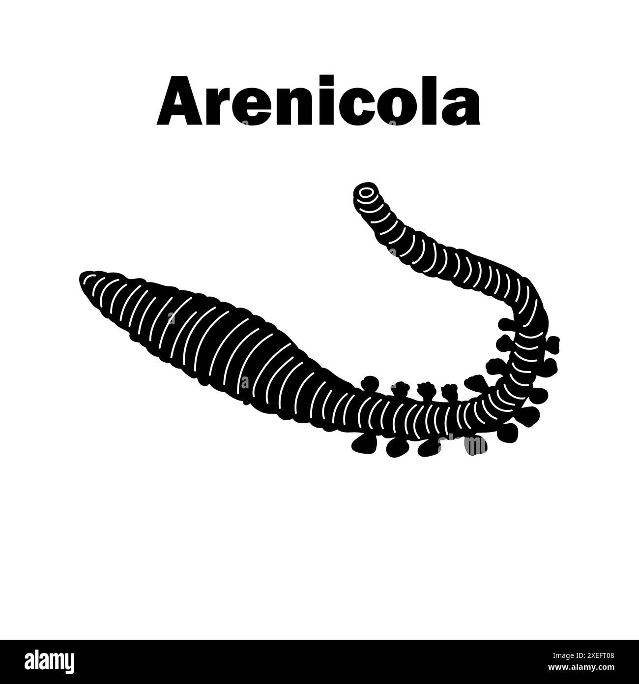 Marine worm Stock Vector Images - Alamy