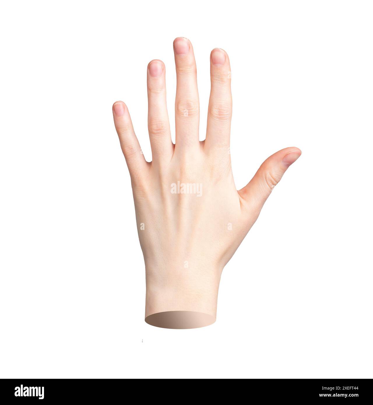 Hand with open fingers. Dorsal view, woman wrist, neat womanicure ...