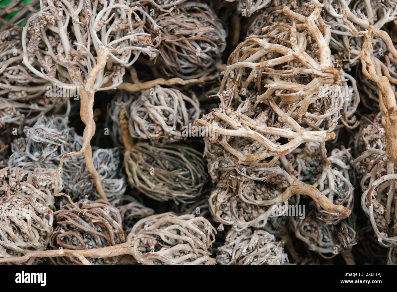Pile of dried flower of maryam, also called the hand of Fatima. Herbal ...