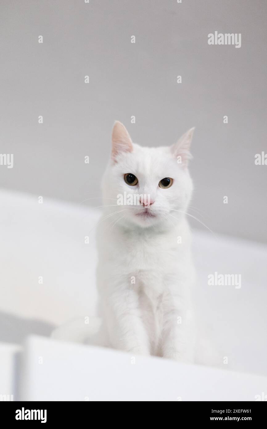 White beautiful cat on white wall background Stock Photo - Alamy