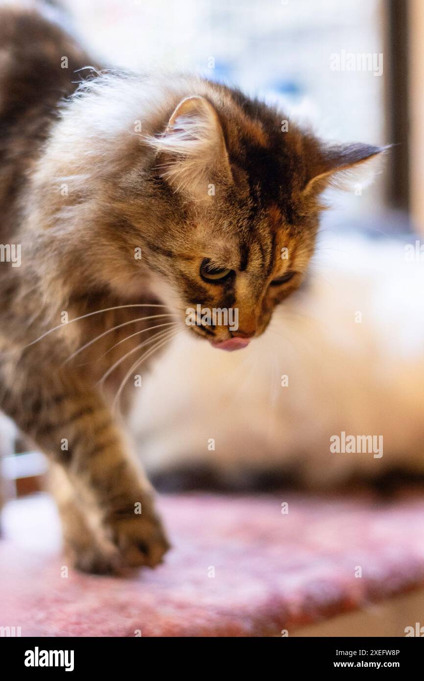 Long Haired Tabby Cat close-up portrait Stock Photo - Alamy