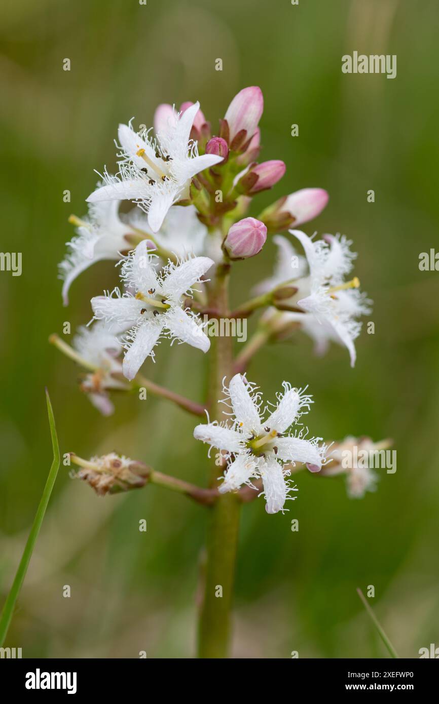 Close up of bogbean (menyanthes trifoliata) flowers in bloom Stock ...