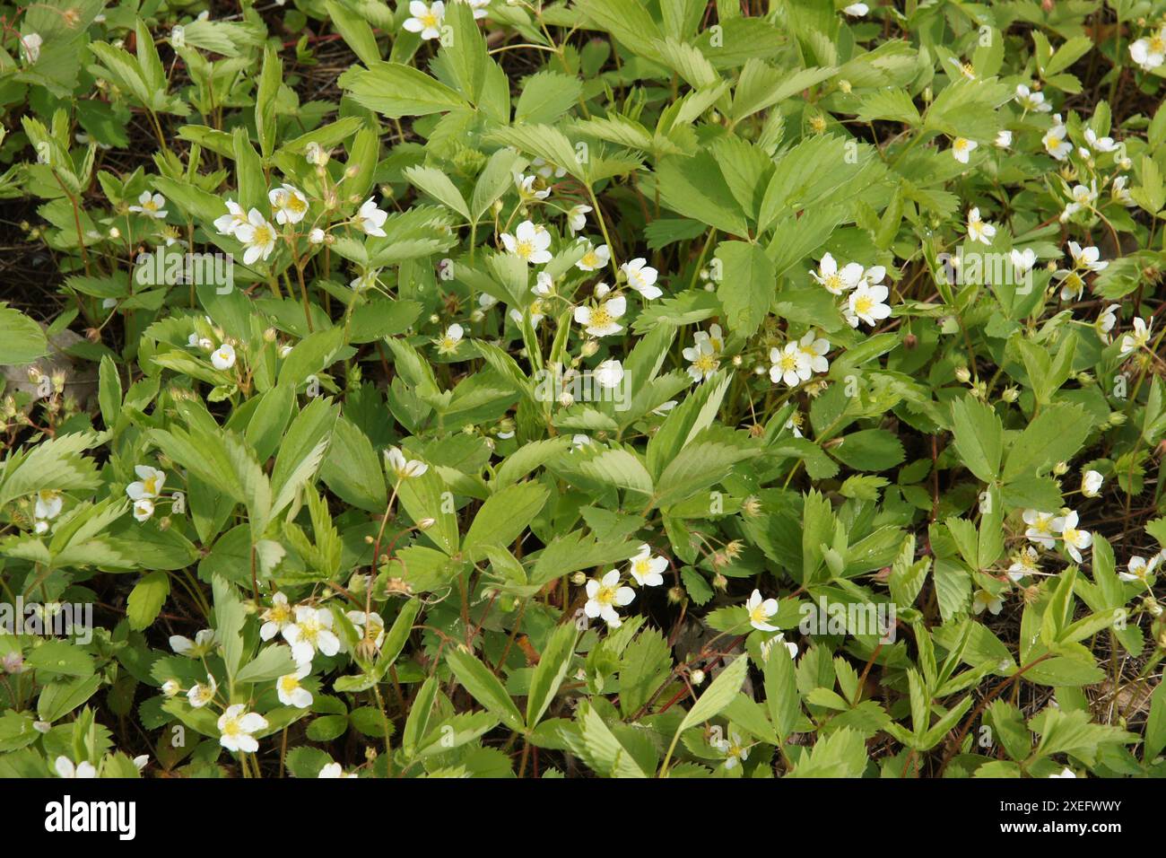 Fragaria virginiana, Viginian strawberry Stock Photo - Alamy