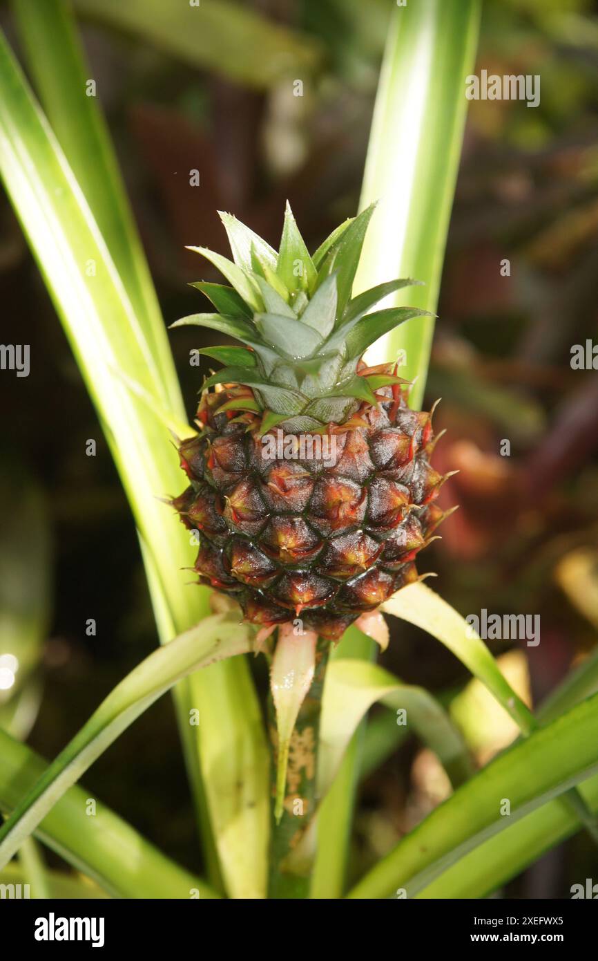 Ananas comosus hi-res stock photography and images - Alamy