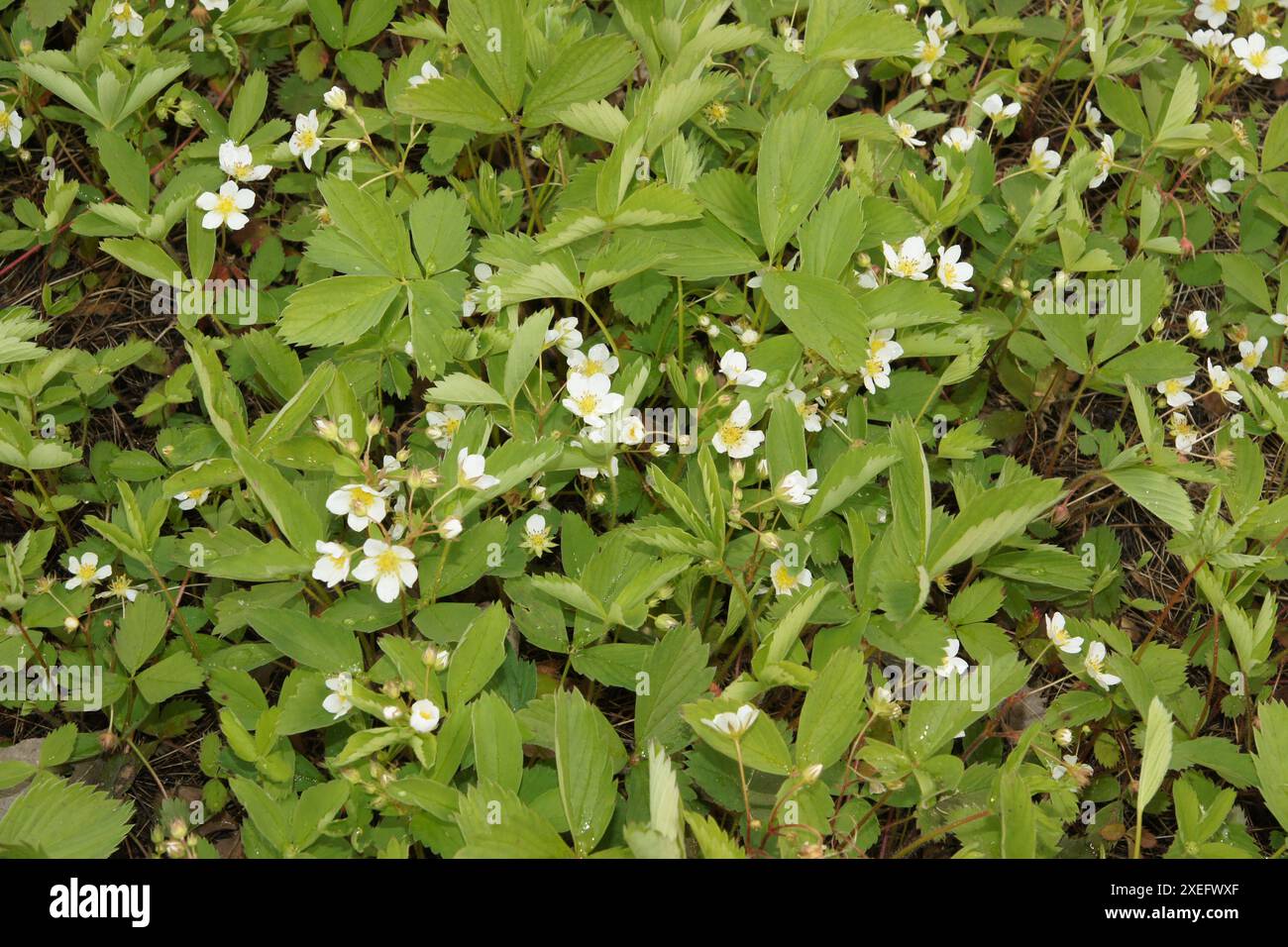 Strawberry fruits fragaria ananassa hi-res stock photography and images ...