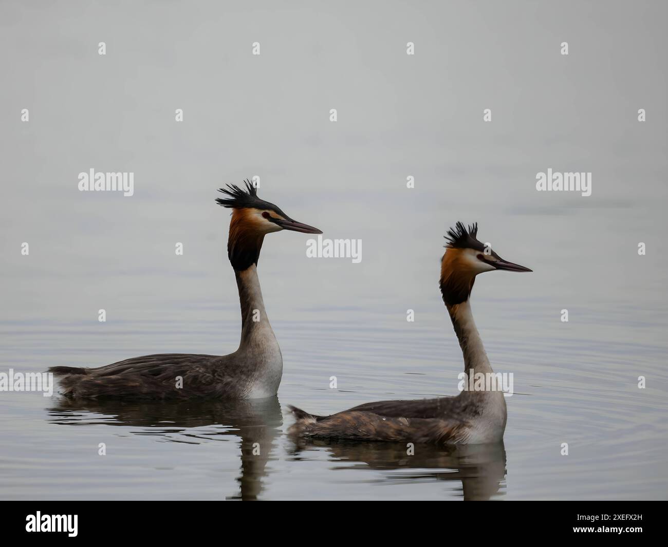 Close-up photo of a male and female Great Crested Grebe together on the ...