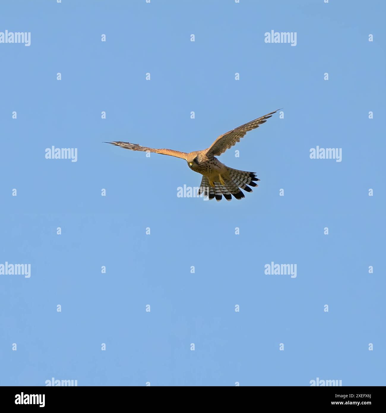 Common kestrel flight hi-res stock photography and images - Alamy