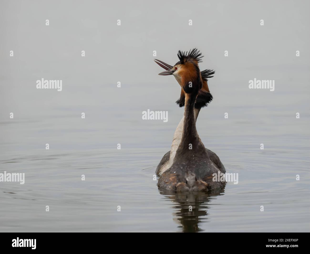 Close-up photo of a male and female Great Crested Grebe together on the ...