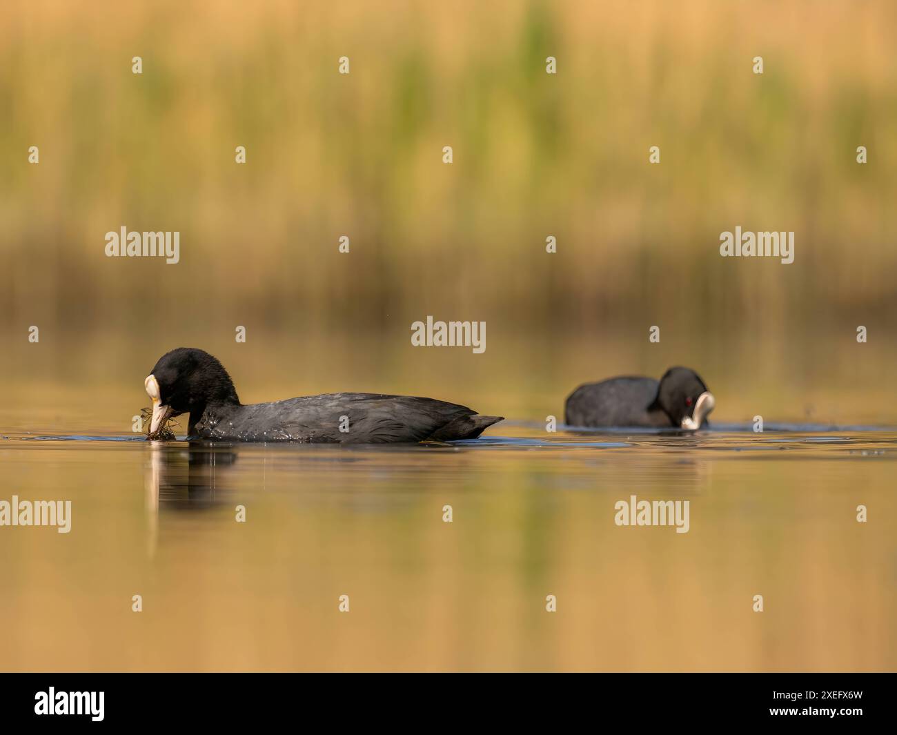 Male and female Eurasian coot sharpened against a background of water ...