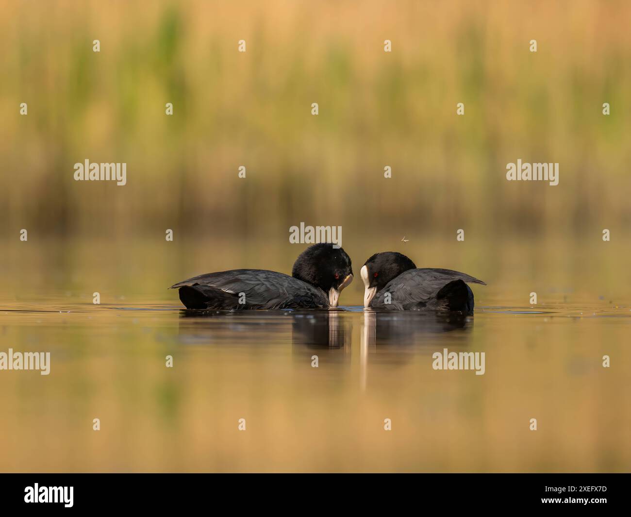 Male and female Eurasian coot sharpened against a background of water ...