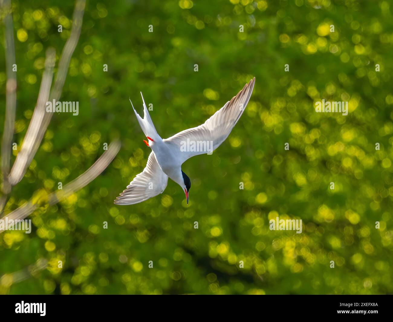 Common tern in flight, photo from below, against a green background ...