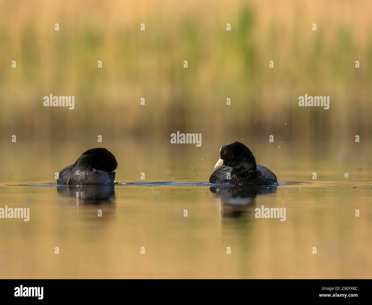 Male and female Eurasian coot sharpened against a background of water ...