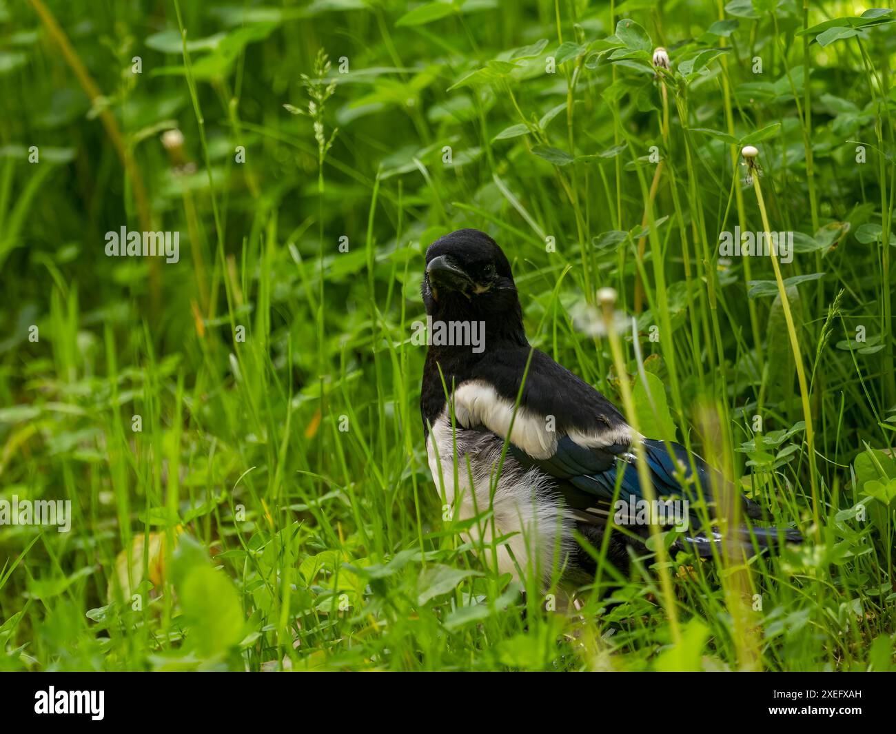 Green leaves sit hi-res stock photography and images - Alamy