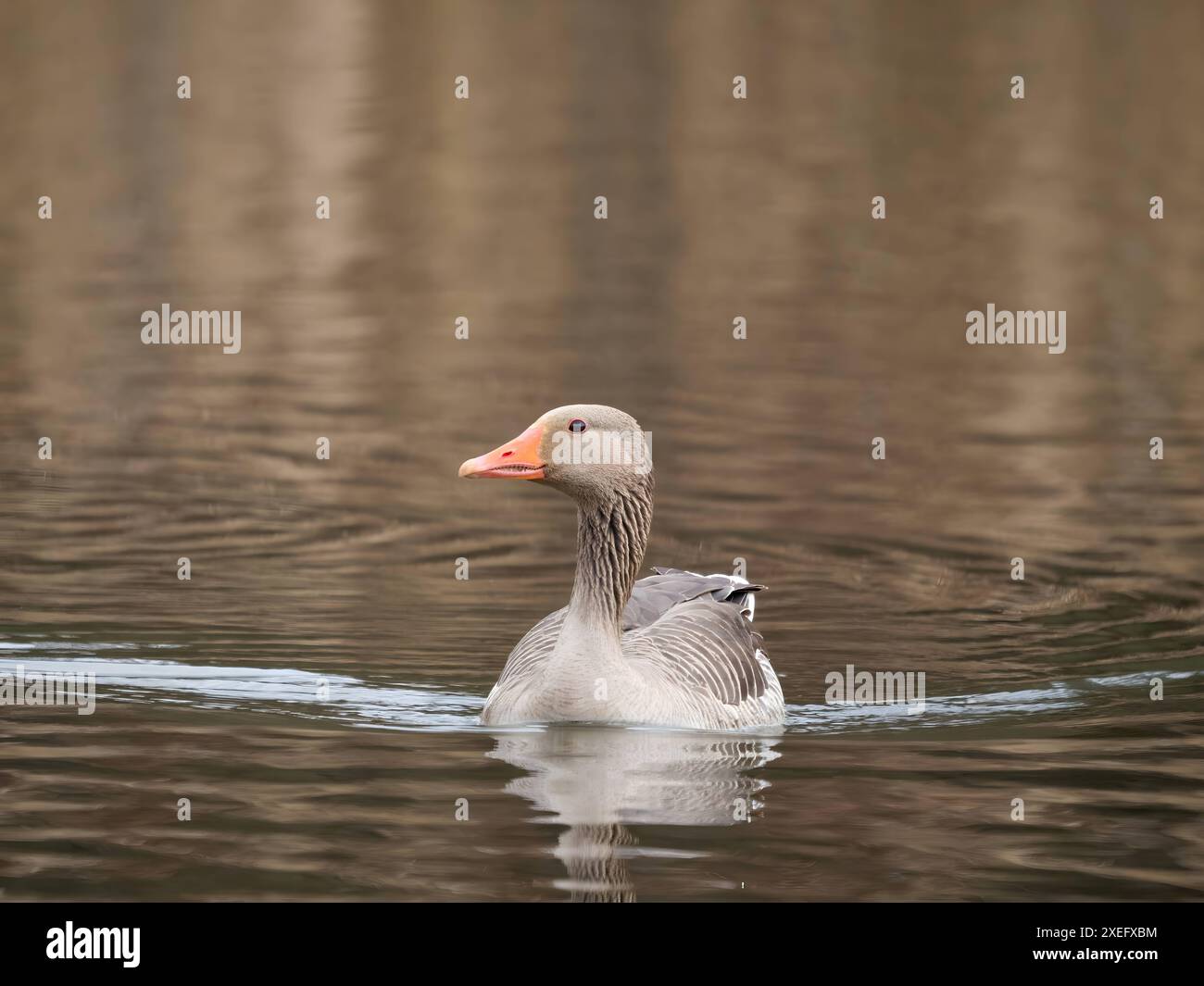 Walking greylag goose in hi-res stock photography and images - Alamy