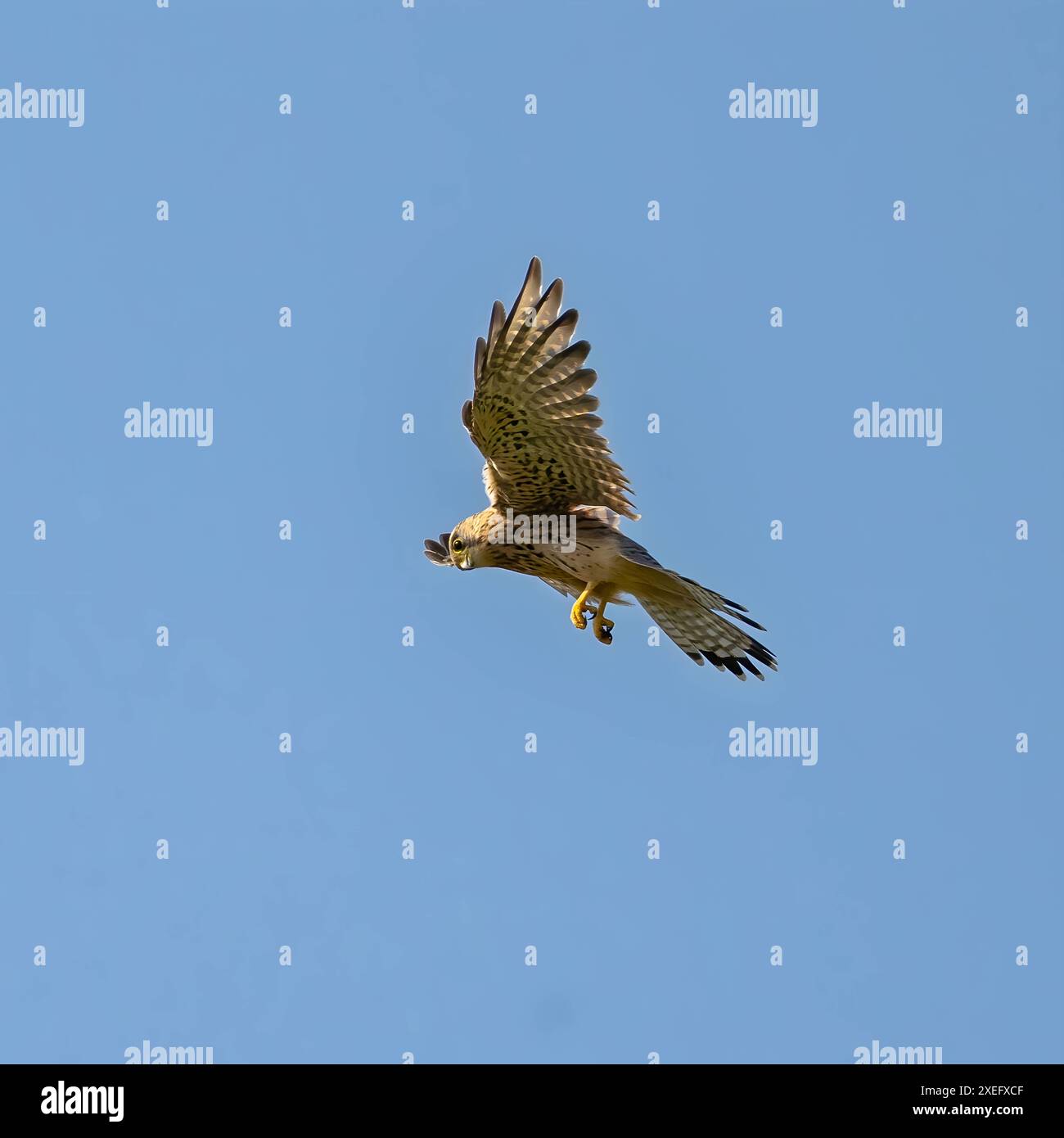 Common kestrel in flight against the sky Stock Photo - Alamy