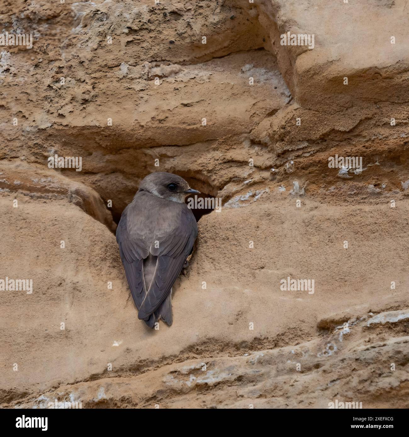 Sand martin and nest hi-res stock photography and images - Alamy