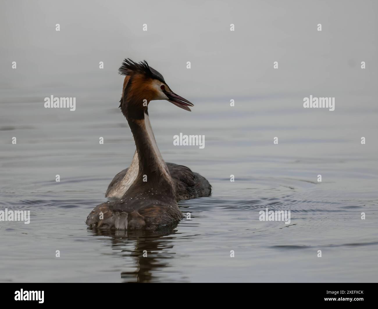 Close-up photo of a male and female Great Crested Grebe together on the ...