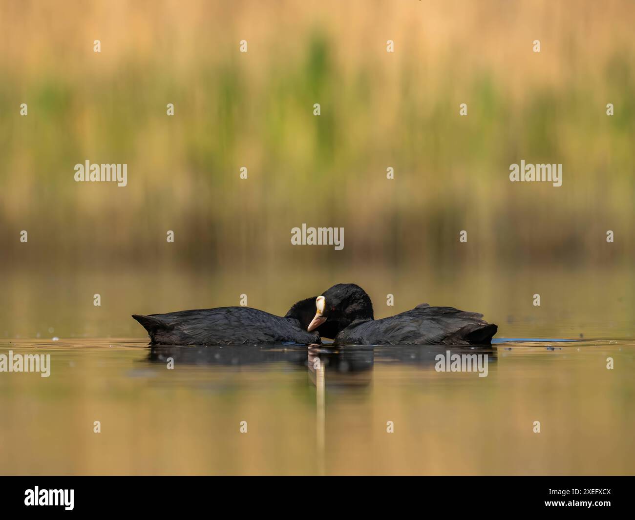 Male and female Eurasian coot sharpened against a background of water ...