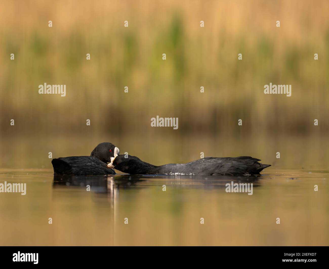 Male and female Eurasian coot sharpened against a background of water ...
