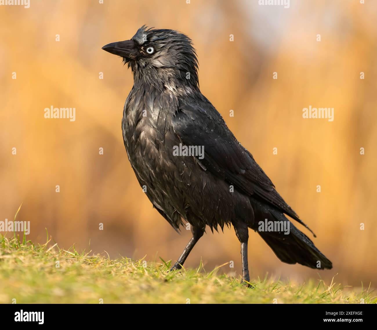 Pair western european black hi-res stock photography and images - Alamy