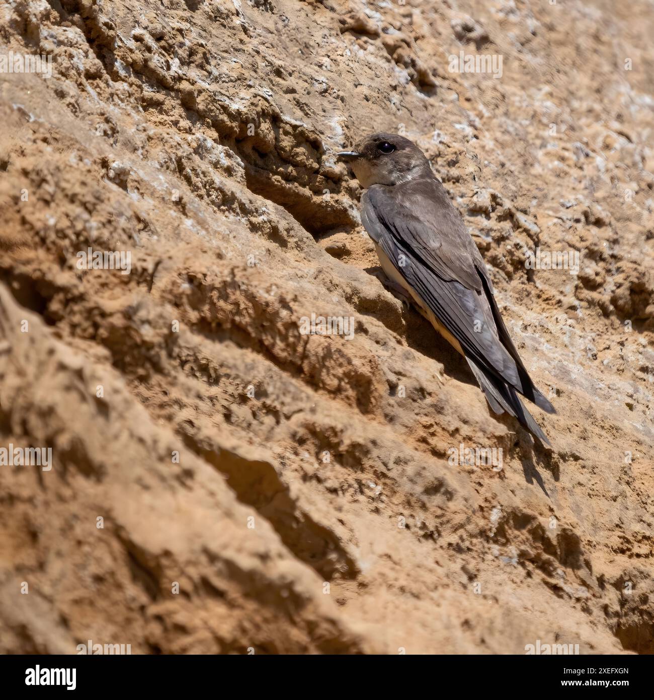 Rock martin hi-res stock photography and images - Alamy