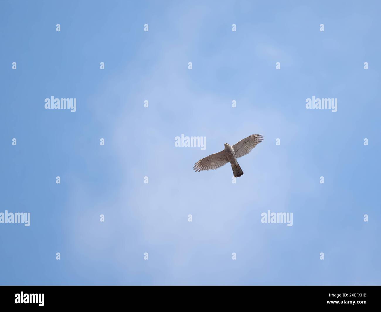 Eurasian sparrowhawk in flight against the sky Stock Photo - Alamy