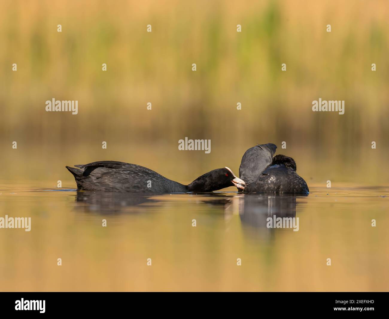 Male and female Eurasian coot sharpened against a background of water ...