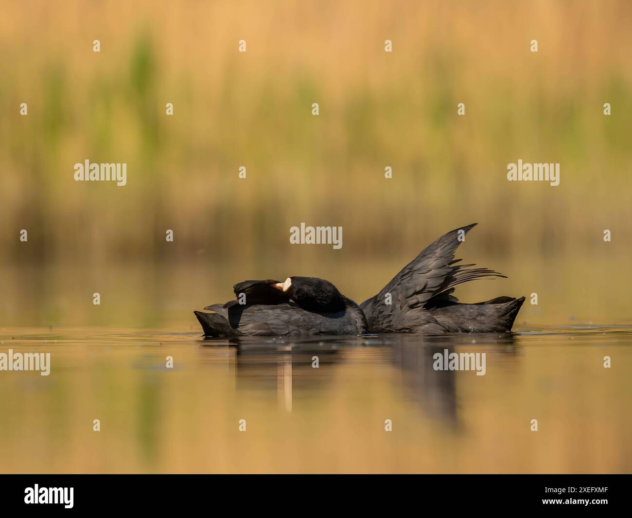 Male and female Eurasian coot sharpened against a background of water ...