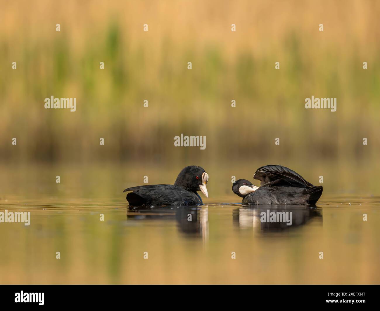 Male and female Eurasian coot sharpened against a background of water ...
