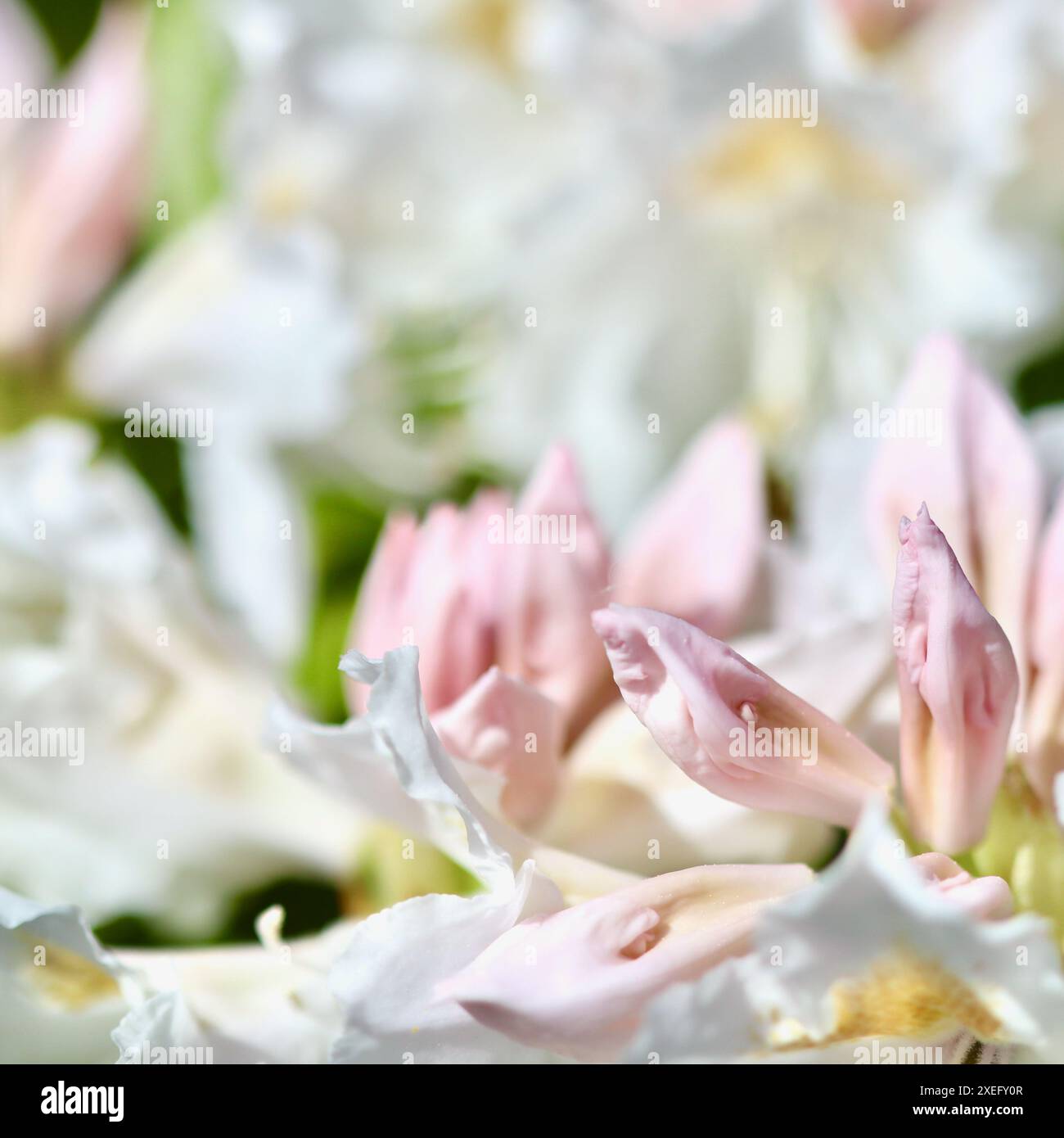 Opening of beautiful white Rhododendron Cunningham's White flower buds ...