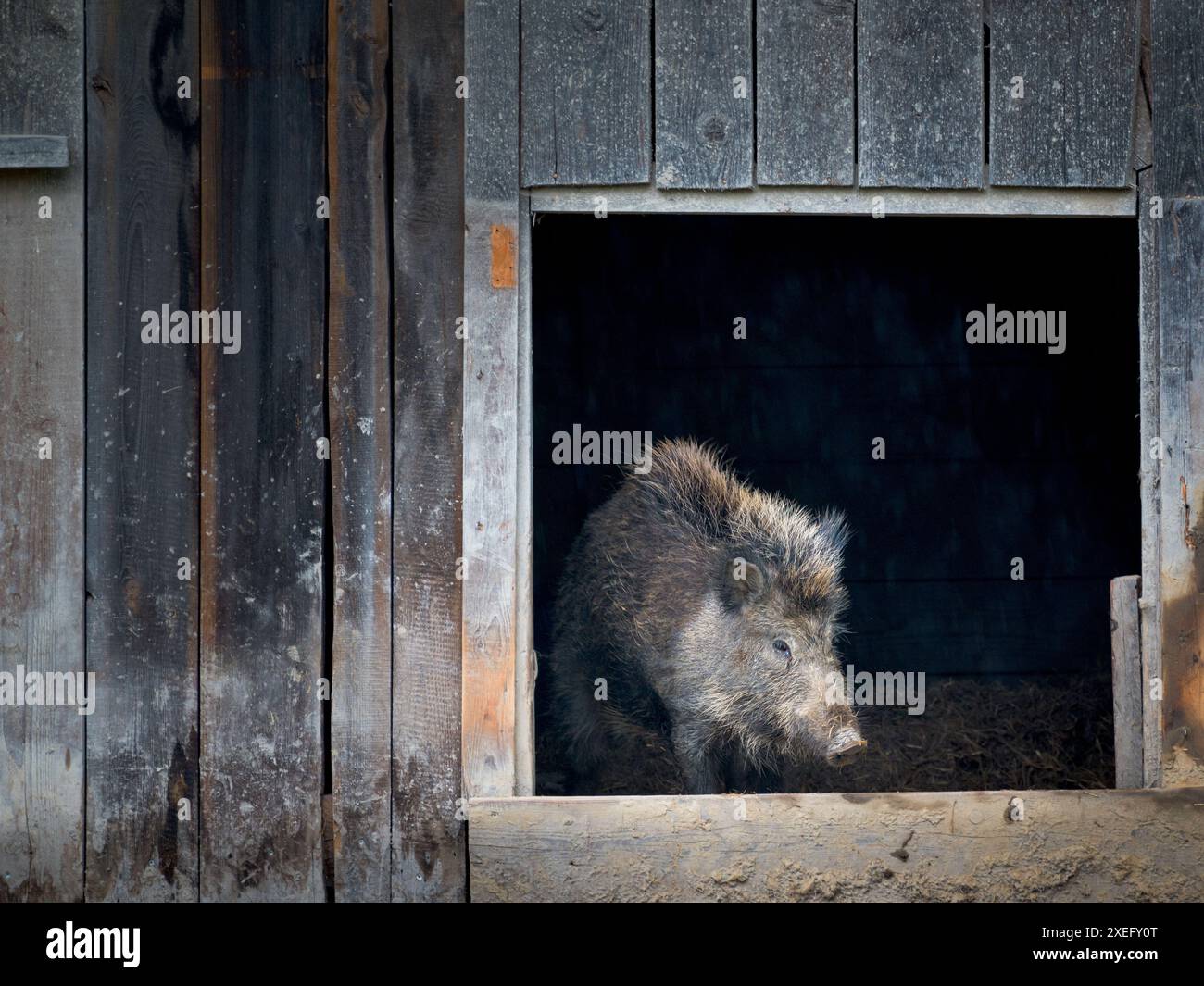 Black bred hi-res stock photography and images - Alamy