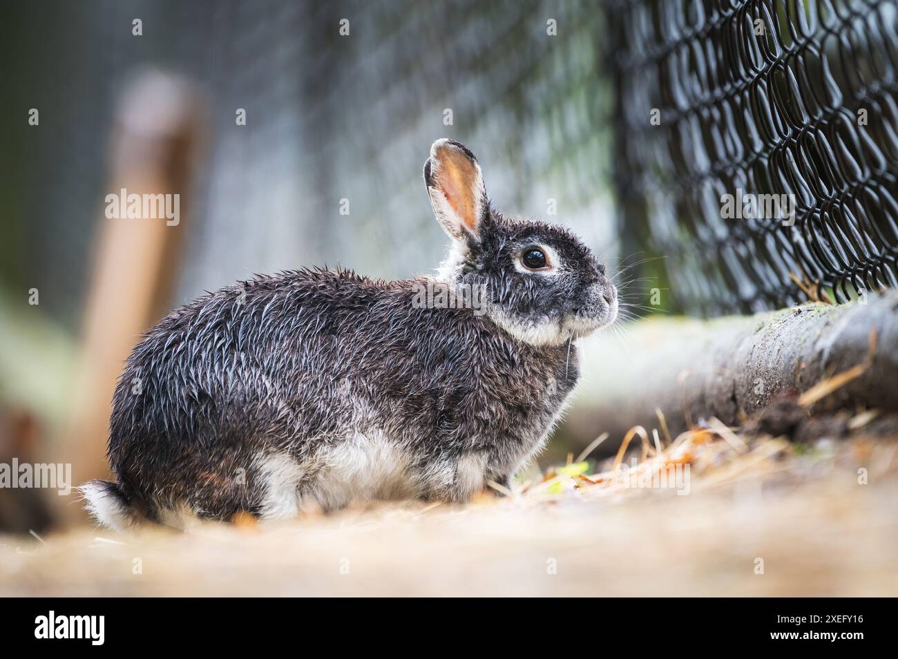Adorable rabbit sitting on the grass by a metal fence in the garden ...