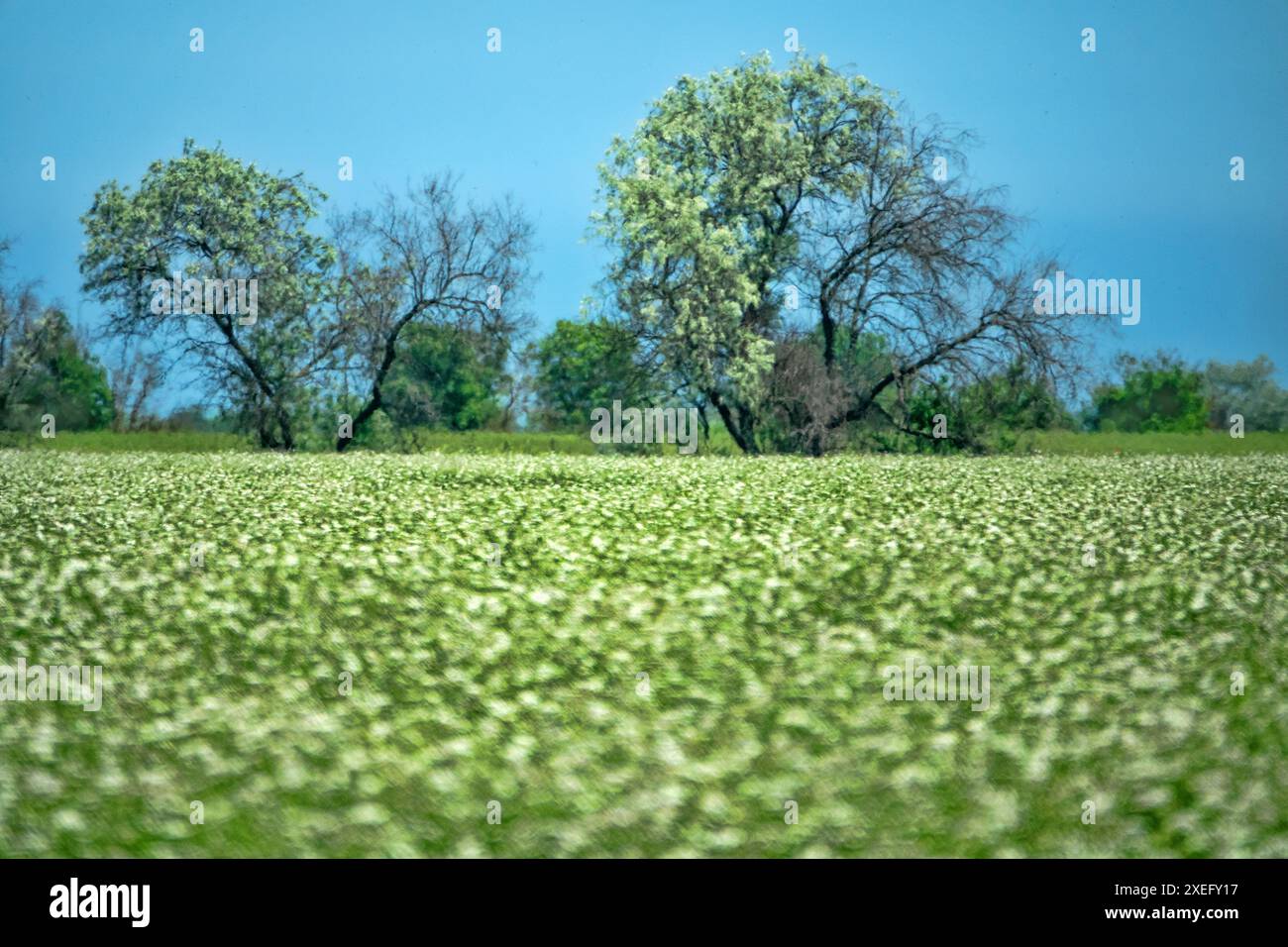 White coriander hi-res stock photography and images - Alamy