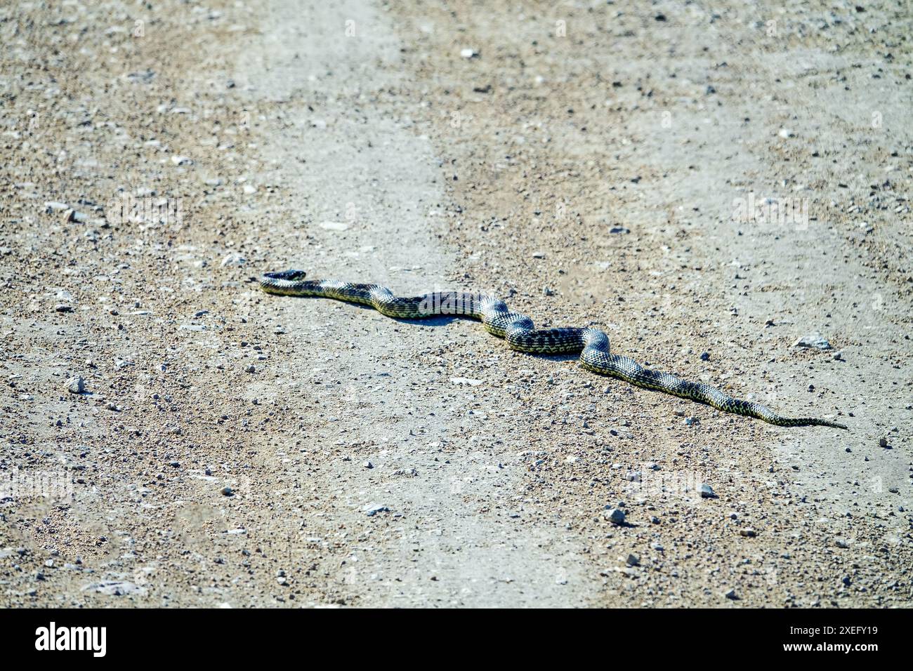 Sarmatian racer, european whip snake Stock Photo - Alamy