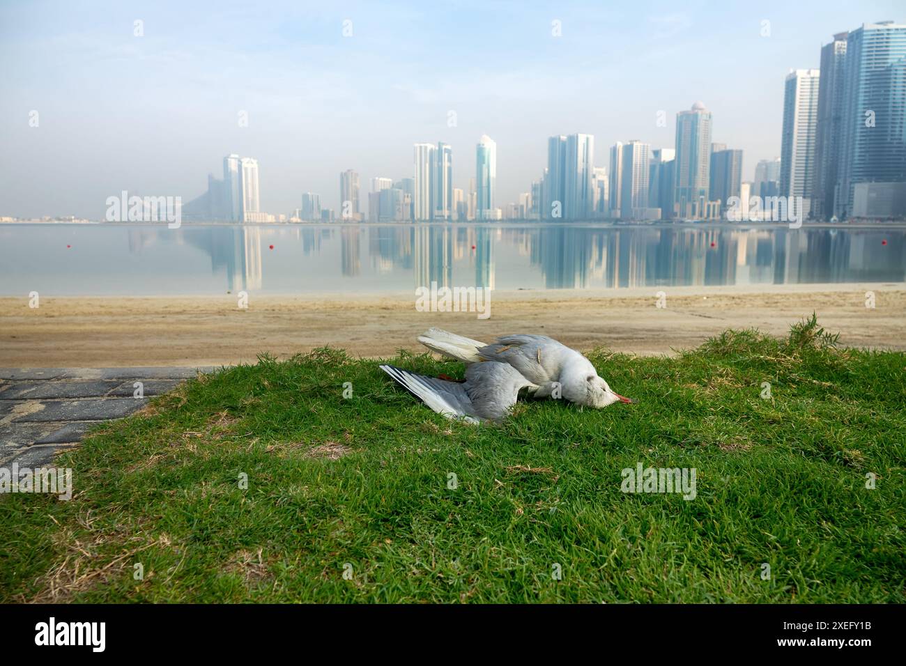 Dead seagull hi-res stock photography and images - Alamy