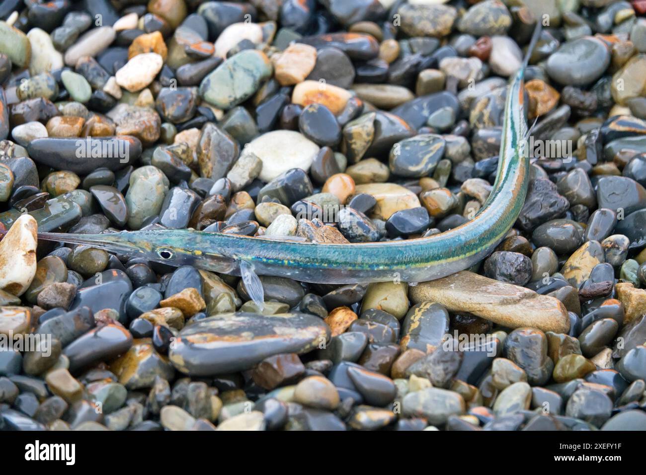 Sargan fish on a pebble beach. Europian Garfish (Belone belone) in ...
