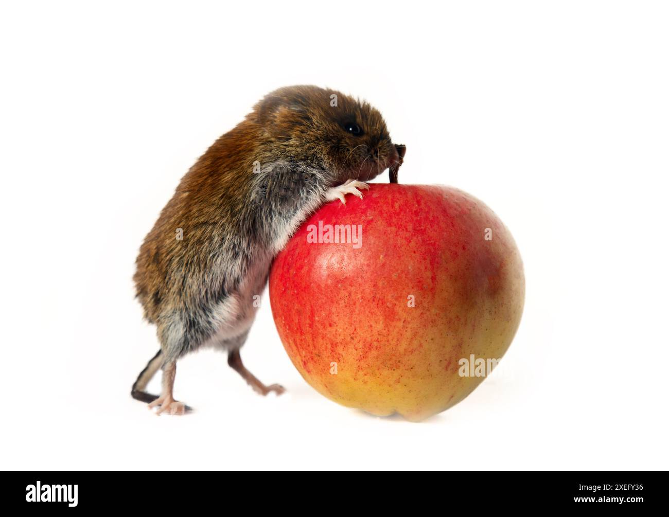 Mouse rolls huge apple Stock Photo - Alamy