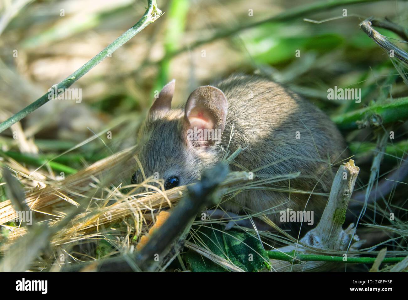 Possibly wild house mouse (Mus musculus) in the suburbs of Abu Dhabi ...