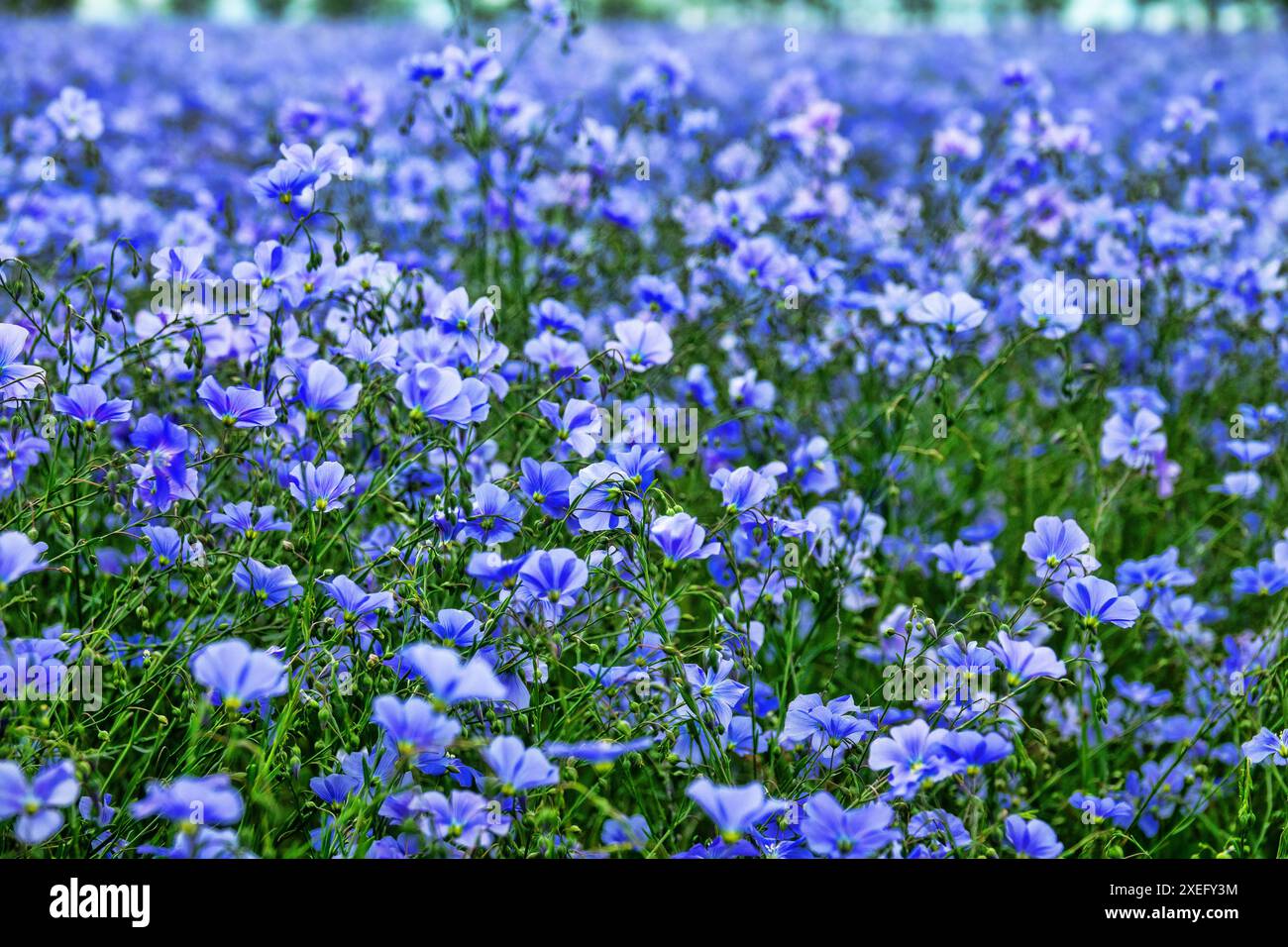 Flax fields hi-res stock photography and images - Alamy