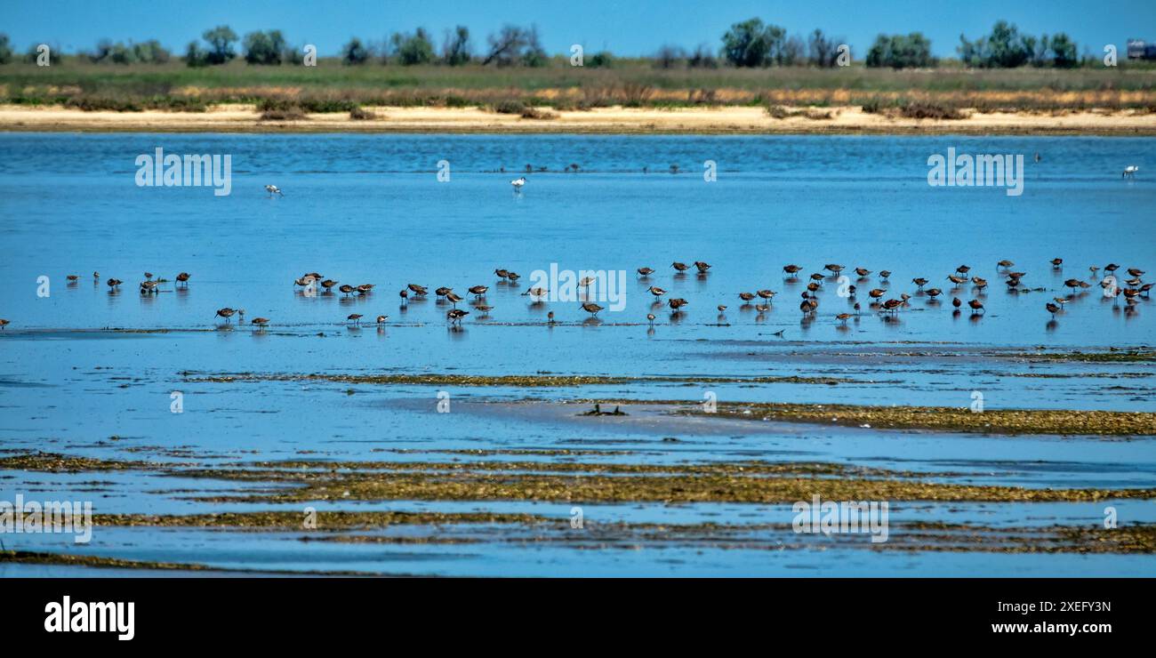 Seaside lagoons at water runoff Stock Photo - Alamy