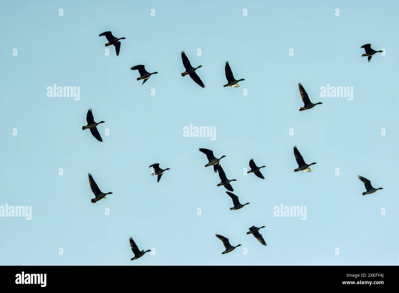 Flocks of migrating geese in sky Stock Photo - Alamy