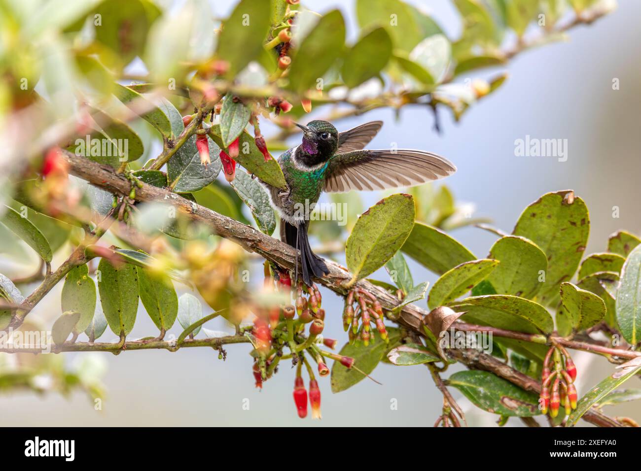 Tourmaline sunangel (Heliangelus exortis), species of hummingbird ...