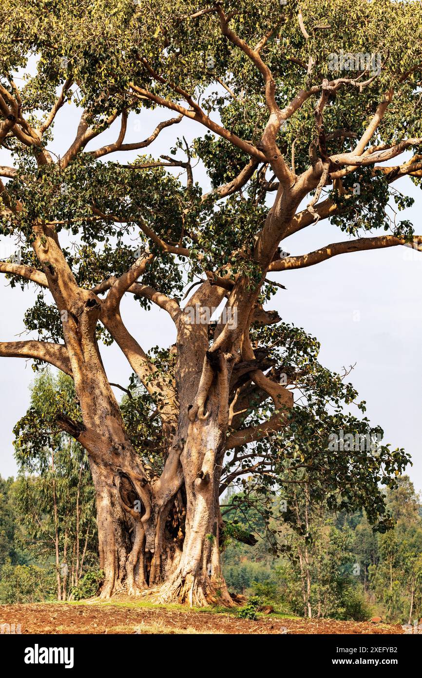 Ethiopia tree plant hi-res stock photography and images - Alamy