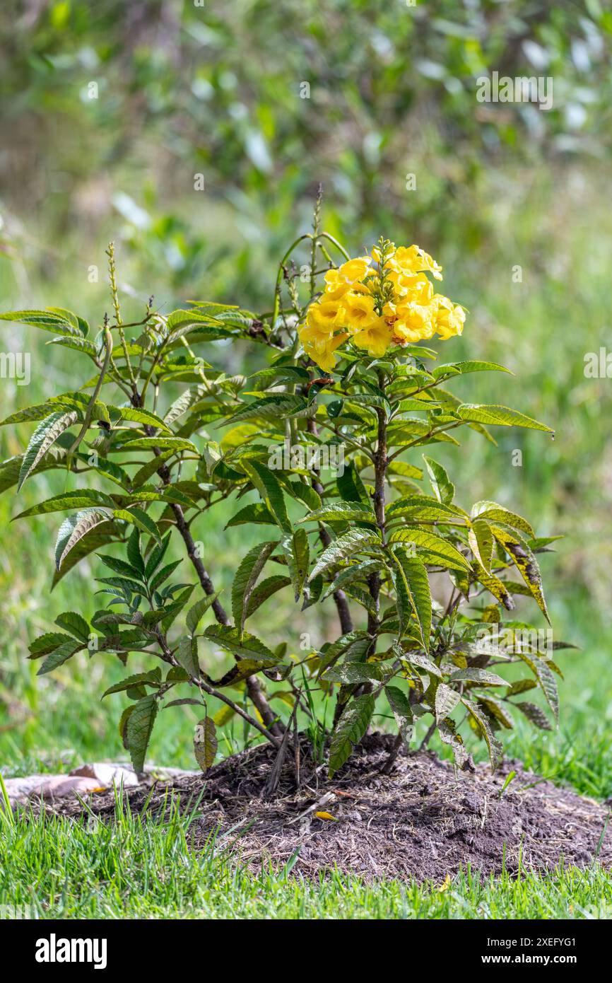 Tecoma stans, Tecoma stans, yellow trumpetbush, yellow bells or yellow ...
